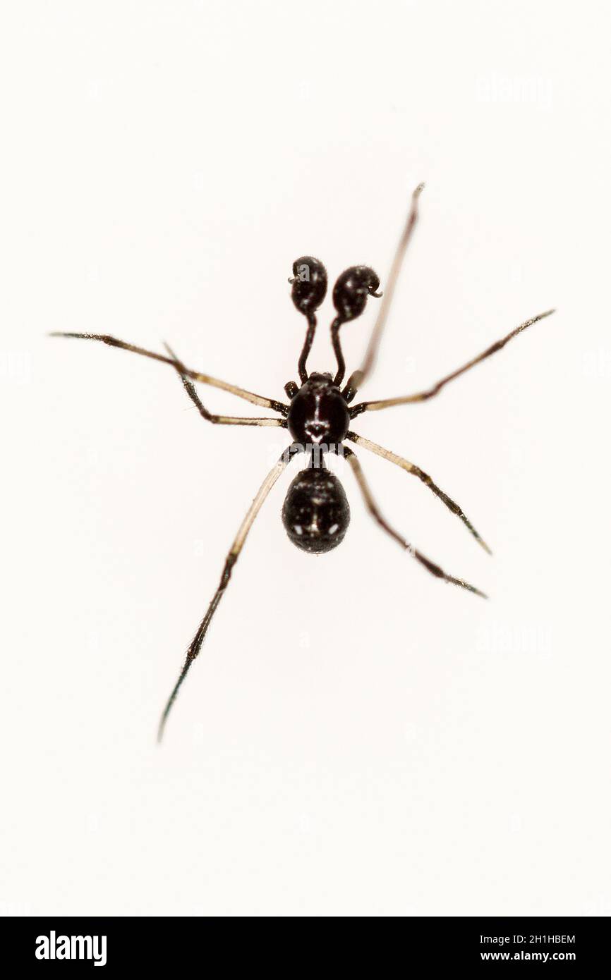Neottiura sp. Family Theridiidae. Spider isolated on a white background ...