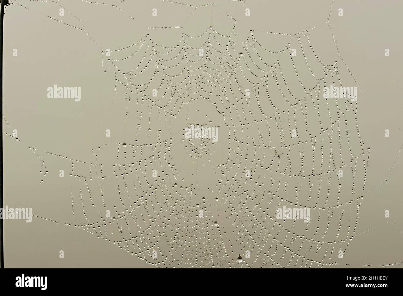 A spider web or cobweb. Structure built by a spider Stock Photo - Alamy