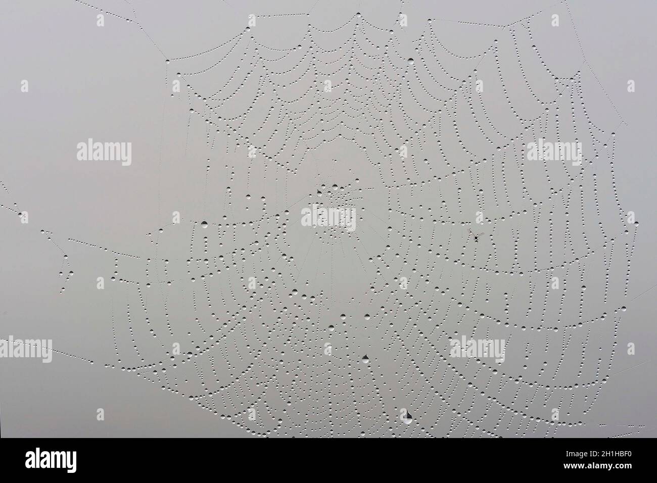A spider web or cobweb. Structure built by a spider Stock Photo - Alamy