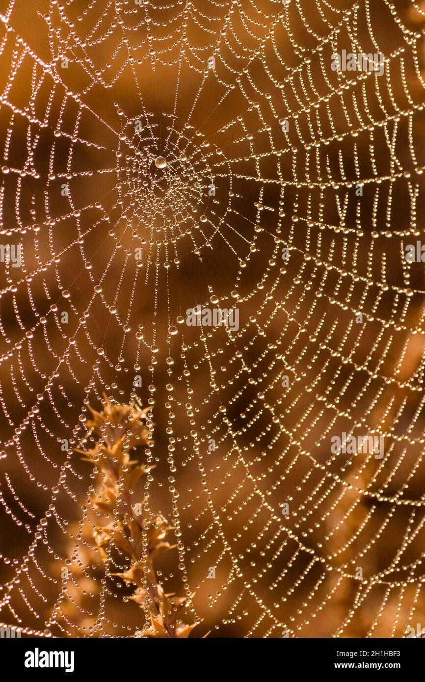 A spider web or cobweb. Structure built by a spider Stock Photo - Alamy