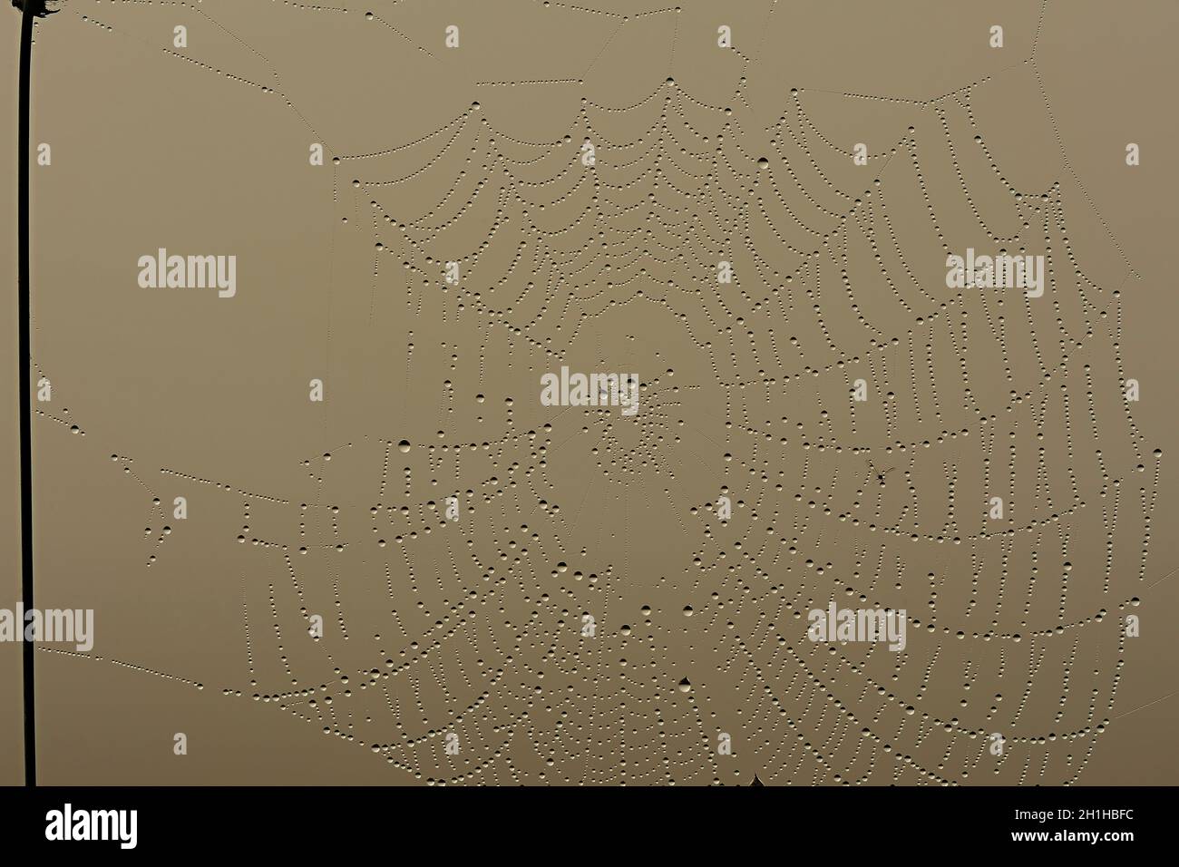 A spider web or cobweb. Structure built by a spider Stock Photo - Alamy