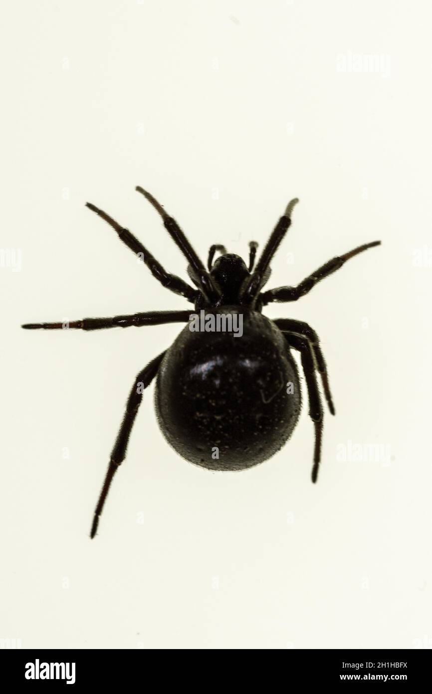 Steatoda grossa or closet spider. Common spider within the genus ...