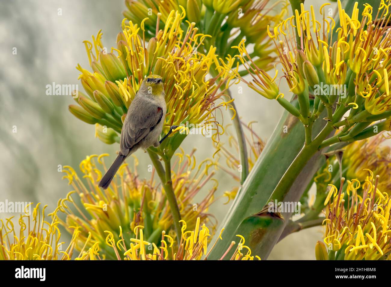 A male Verdin feeding on Century Plant flowers at a Phoenix Botanical ...