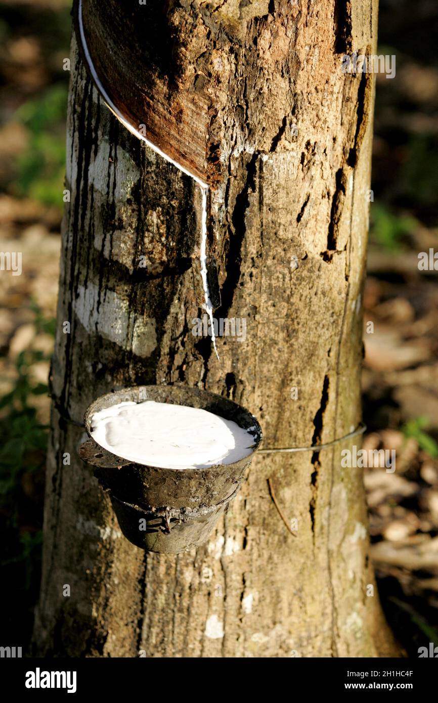 Latex extraction hi-res stock photography and images - Alamy