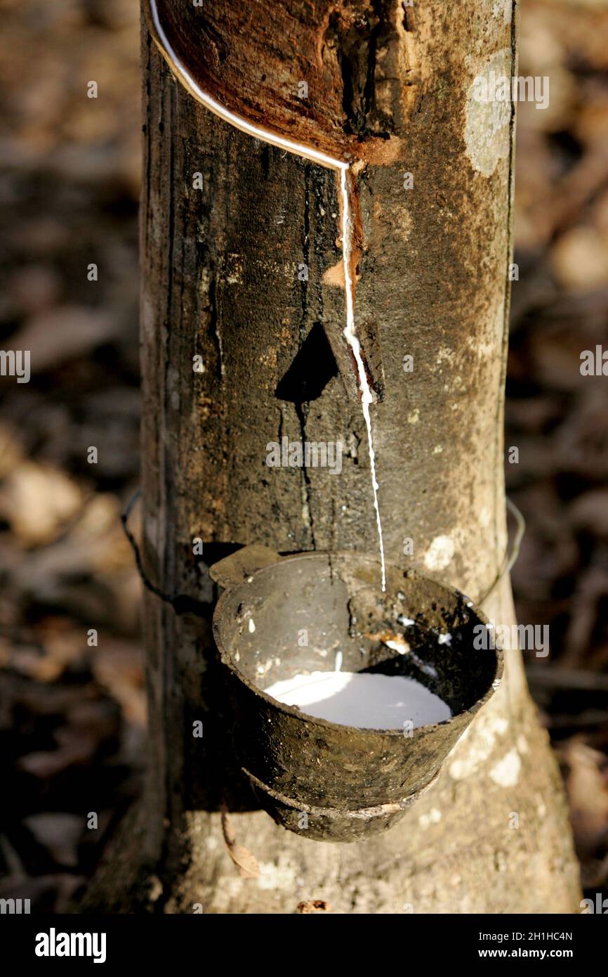 Latex extraction hi-res stock photography and images - Alamy