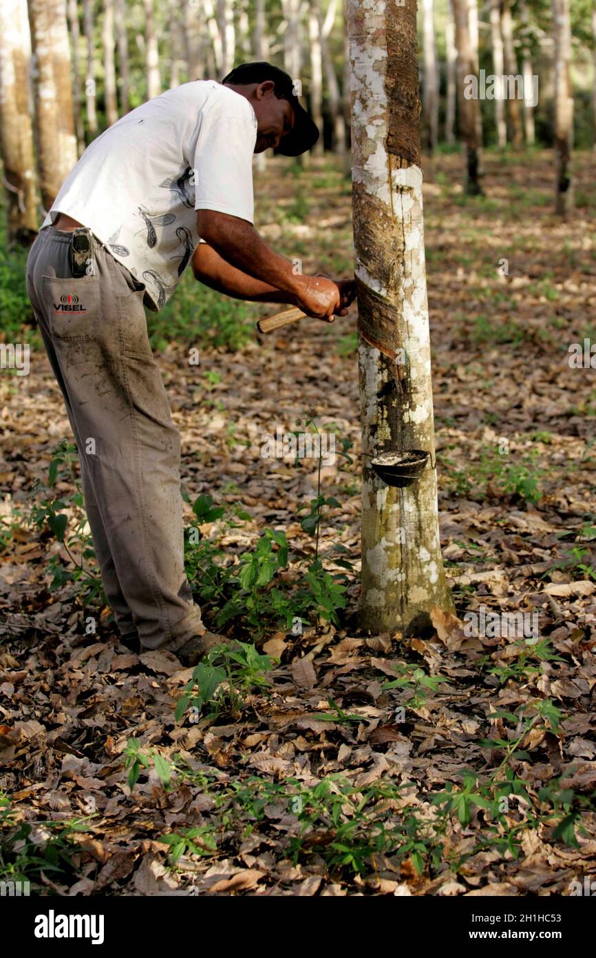 itabela, bahia / brazil - july 9, 2009: rubber plantation for latex ...