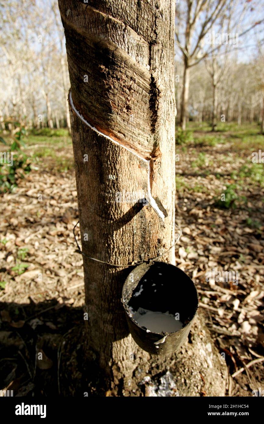 itabela, bahia / brazil - july 9, 2009: rubber plantation for latex ...