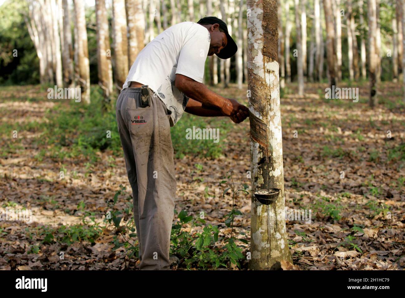 itabela, bahia / brazil - july 9, 2009: rubber plantation for latex ...
