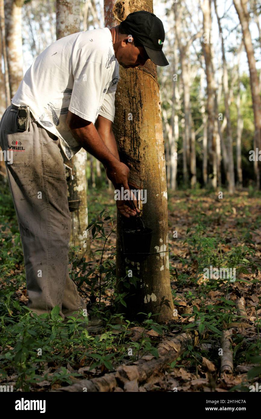 itabela, bahia / brazil - july 9, 2009: rubber plantation for latex ...