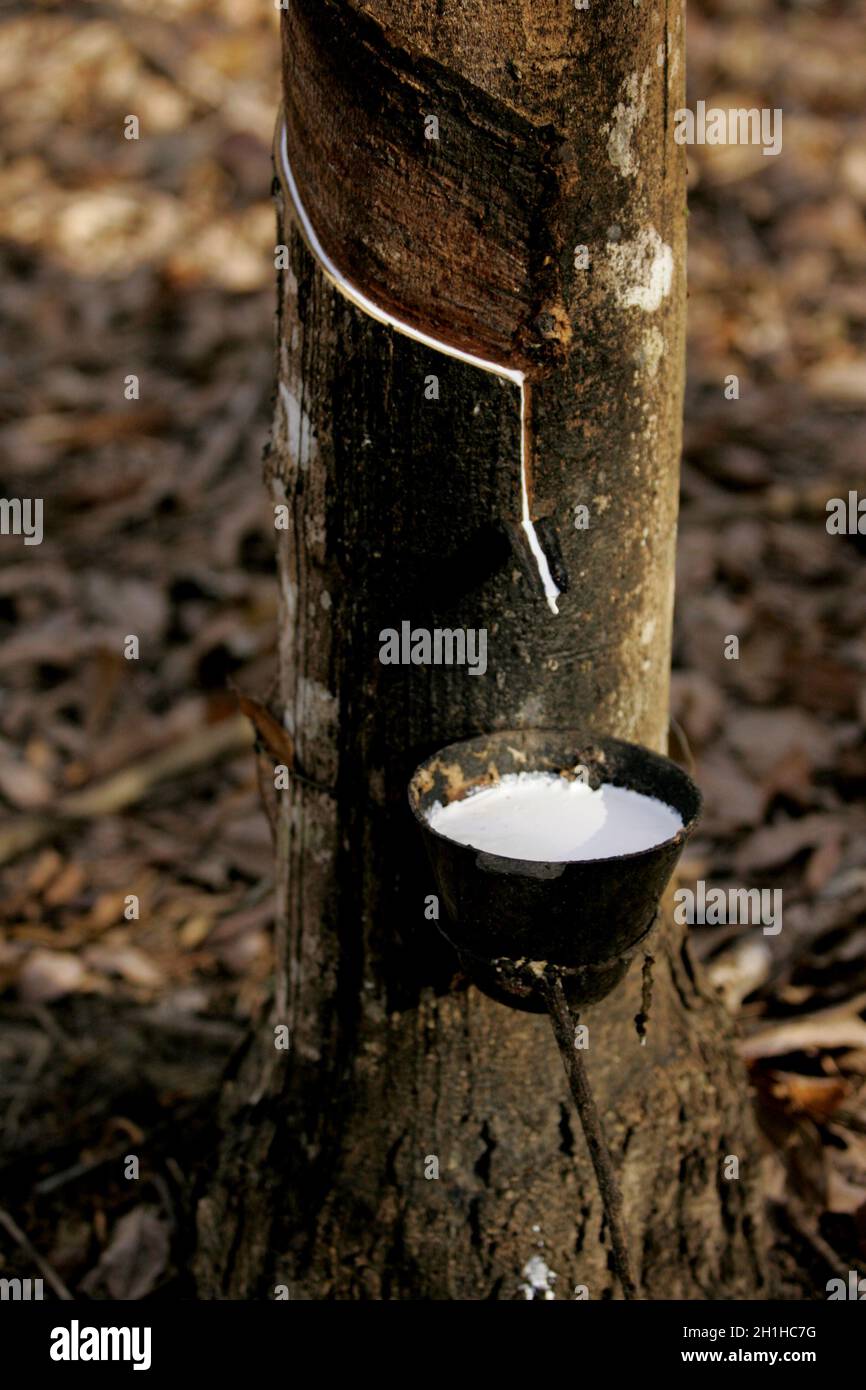 itabela, bahia / brazil - july 9, 2009: rubber plantation for latex ...