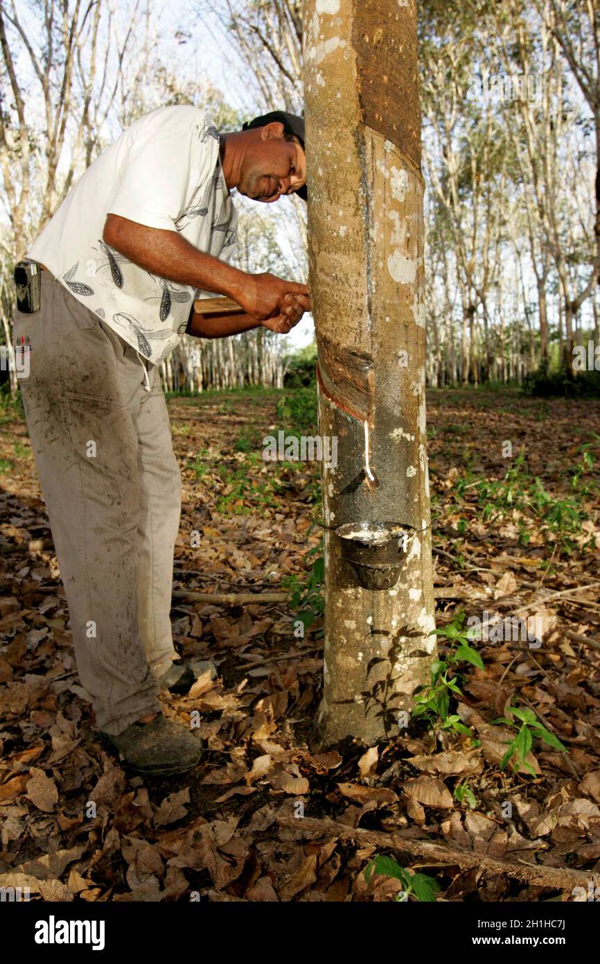 itabela, bahia / brazil - july 9, 2009: rubber plantation for latex ...