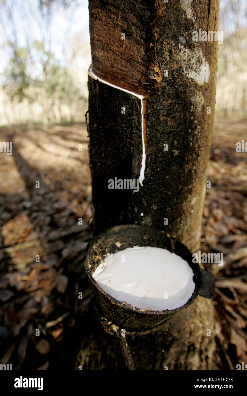 itabela, bahia / brazil - july 9, 2009: rubber plantation for latex ...