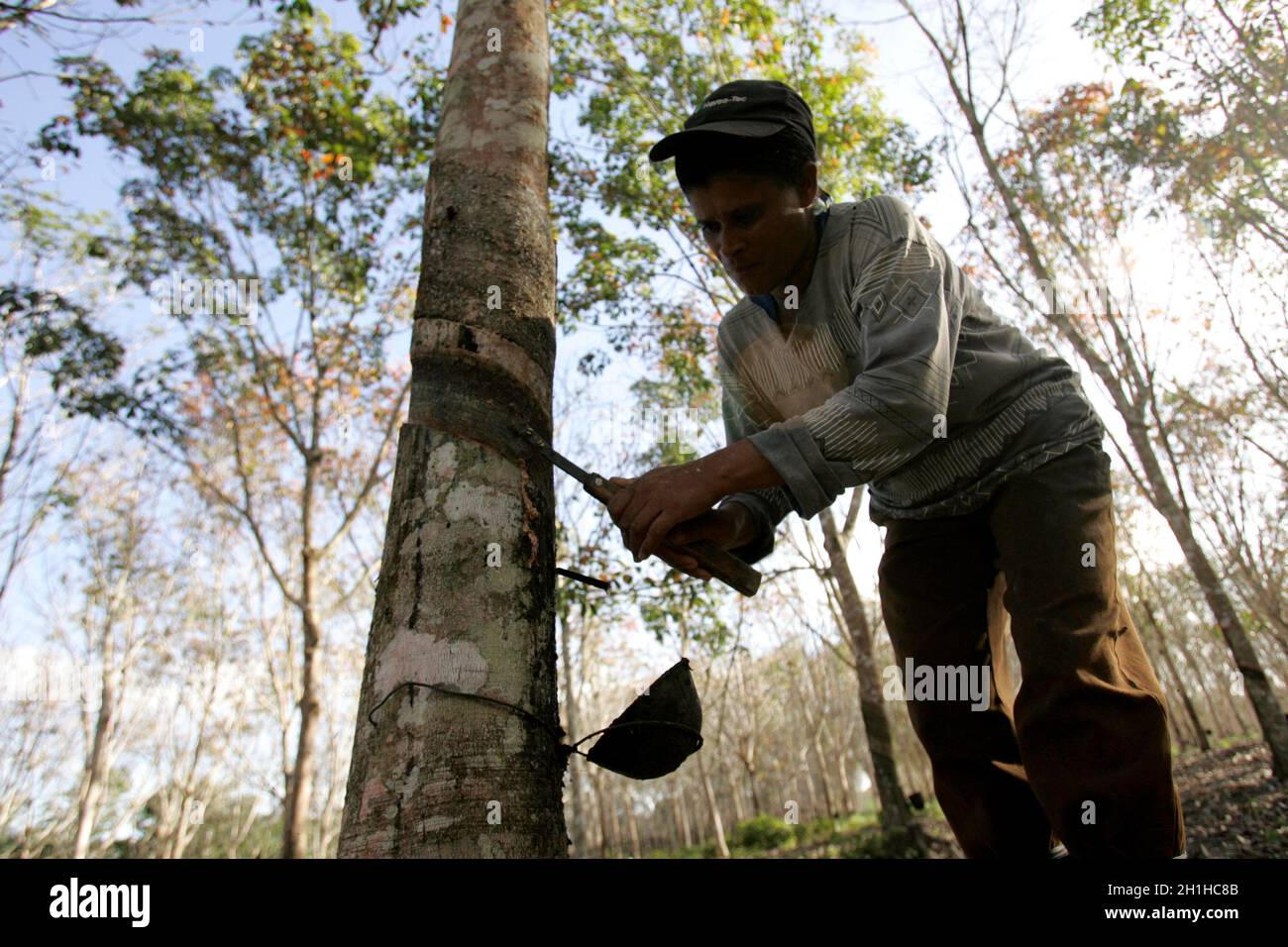 itabela, bahia / brazil - july 9, 2009: rubber plantation for latex ...