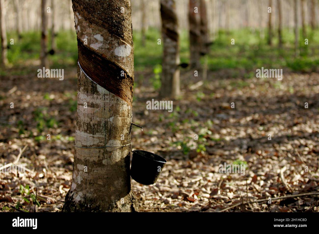 itabela, bahia / brazil - july 9, 2009: rubber plantation for latex ...