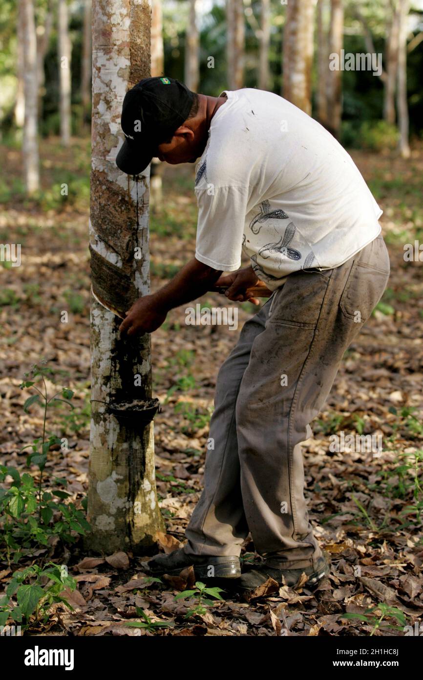 itabela, bahia / brazil - july 9, 2009: rubber plantation for latex ...