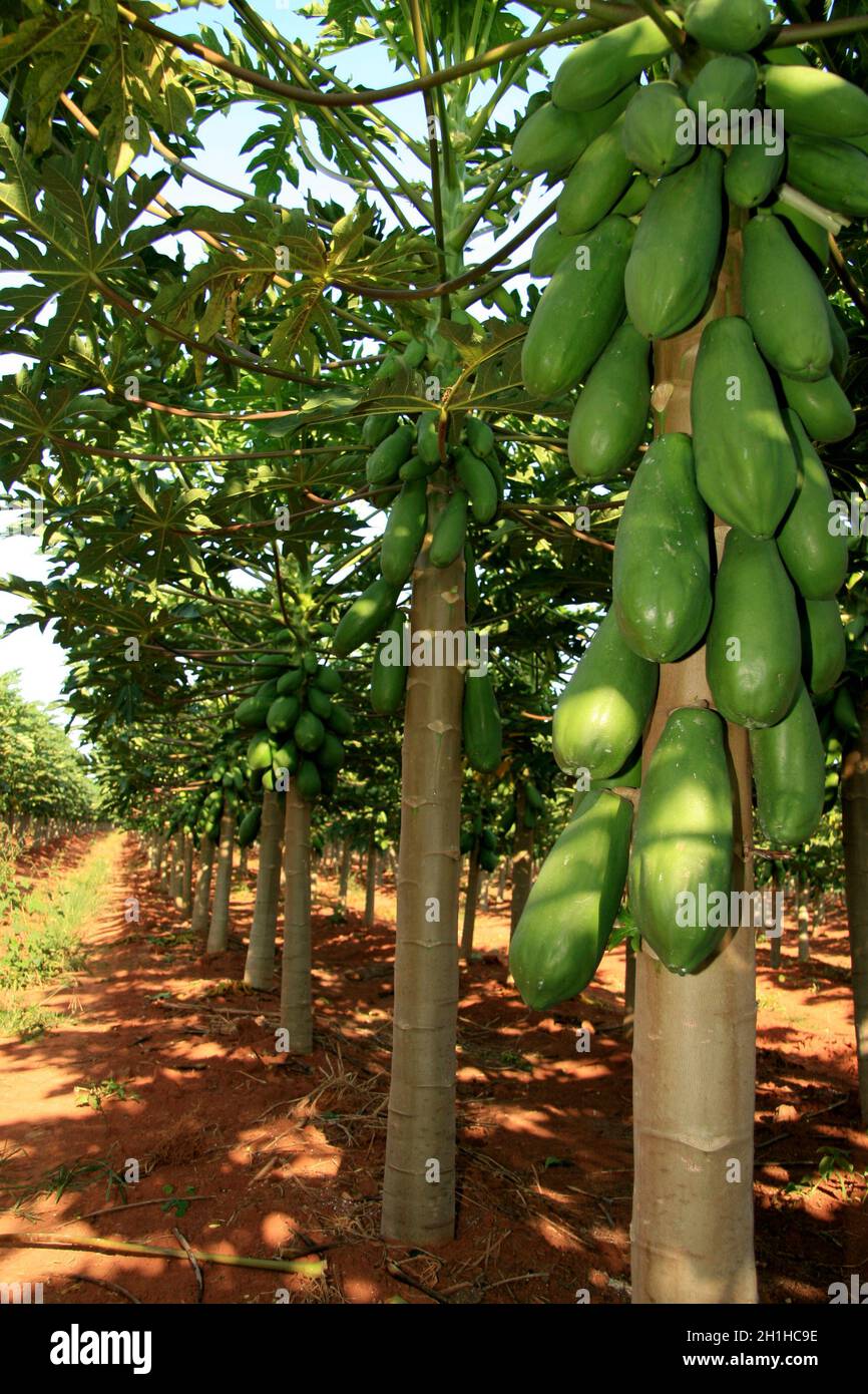 Mucuri hi-res stock photography and images - Alamy