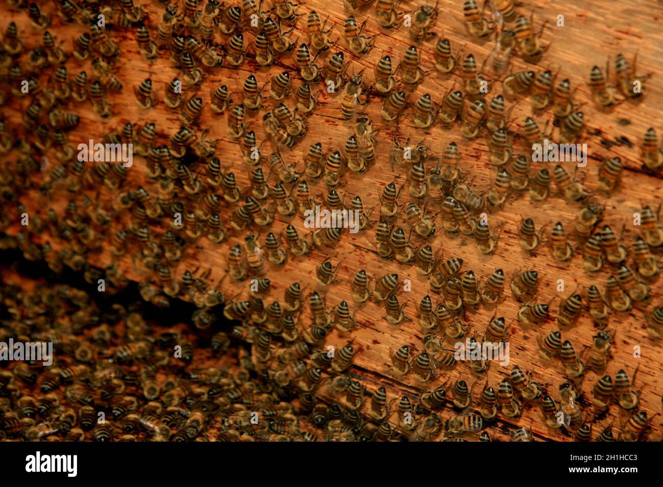 eunapolis, bahia / brazil - may 8, 2009: bees are seen in an apiary ...