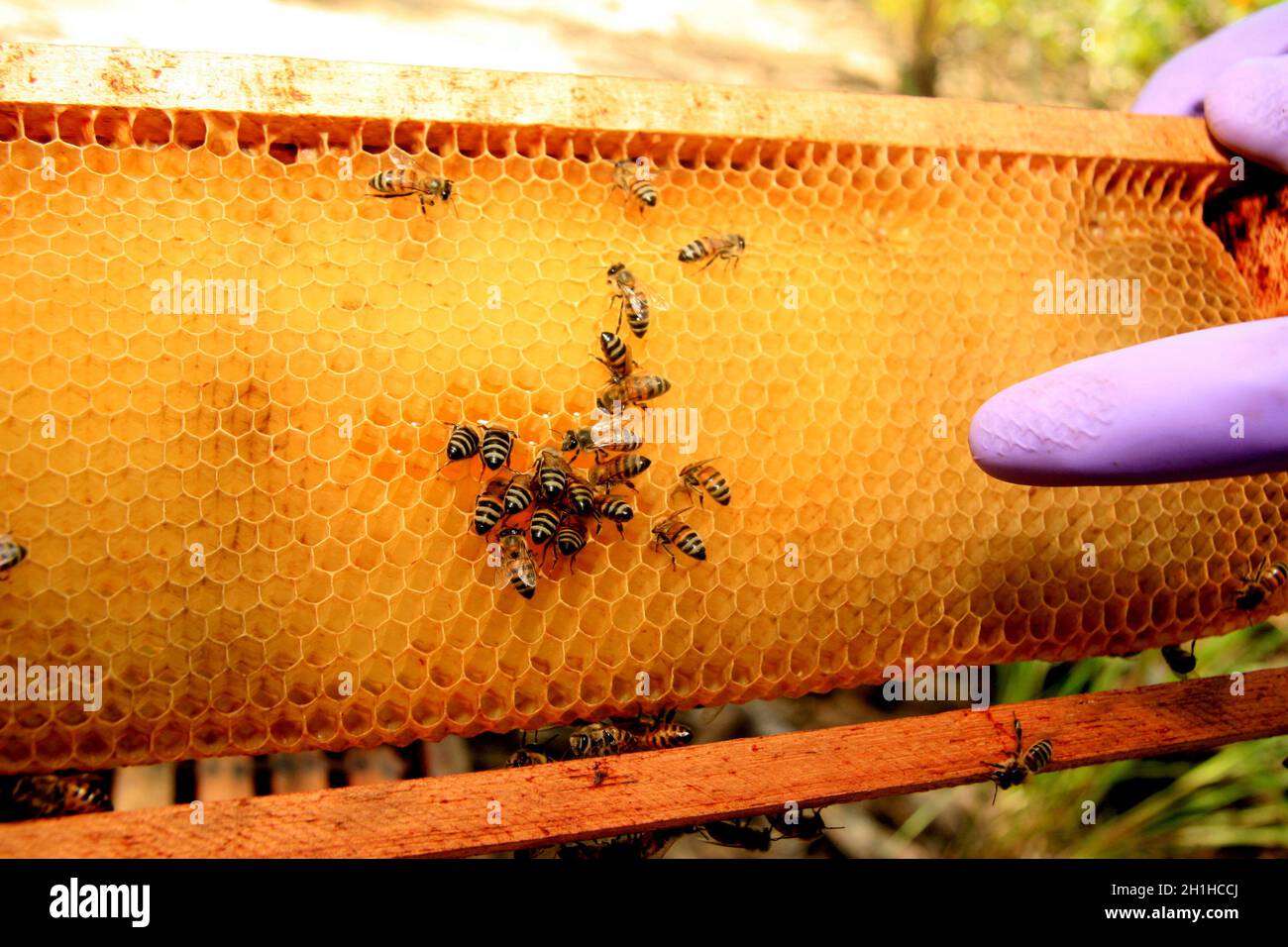Urucu bee hi-res stock photography and images - Alamy