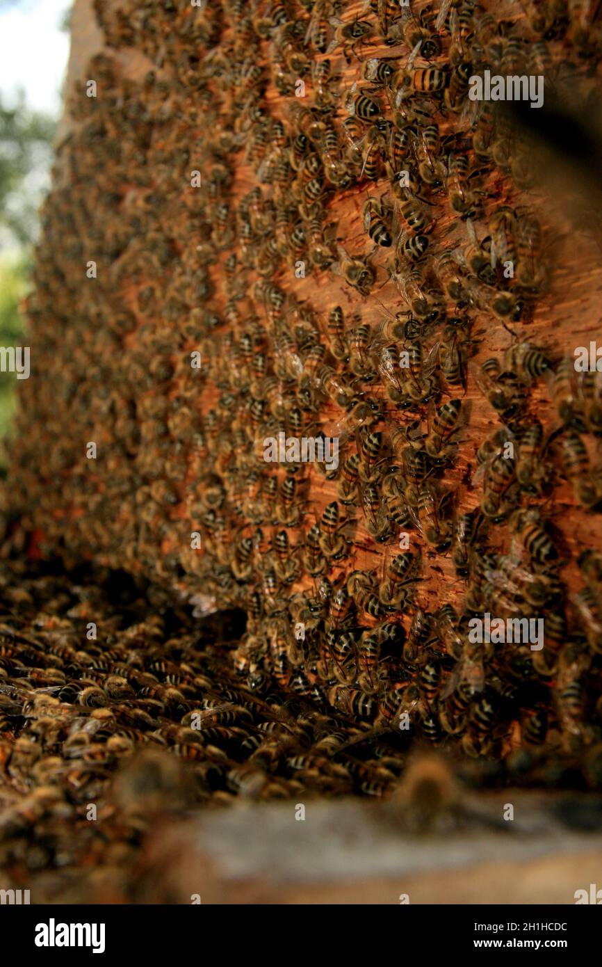 Urucu bee hi-res stock photography and images - Alamy