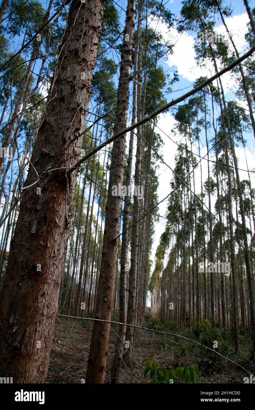 eunapolis, bahia / brazil - july 30, 2008: eucalyptus tree plantation ...