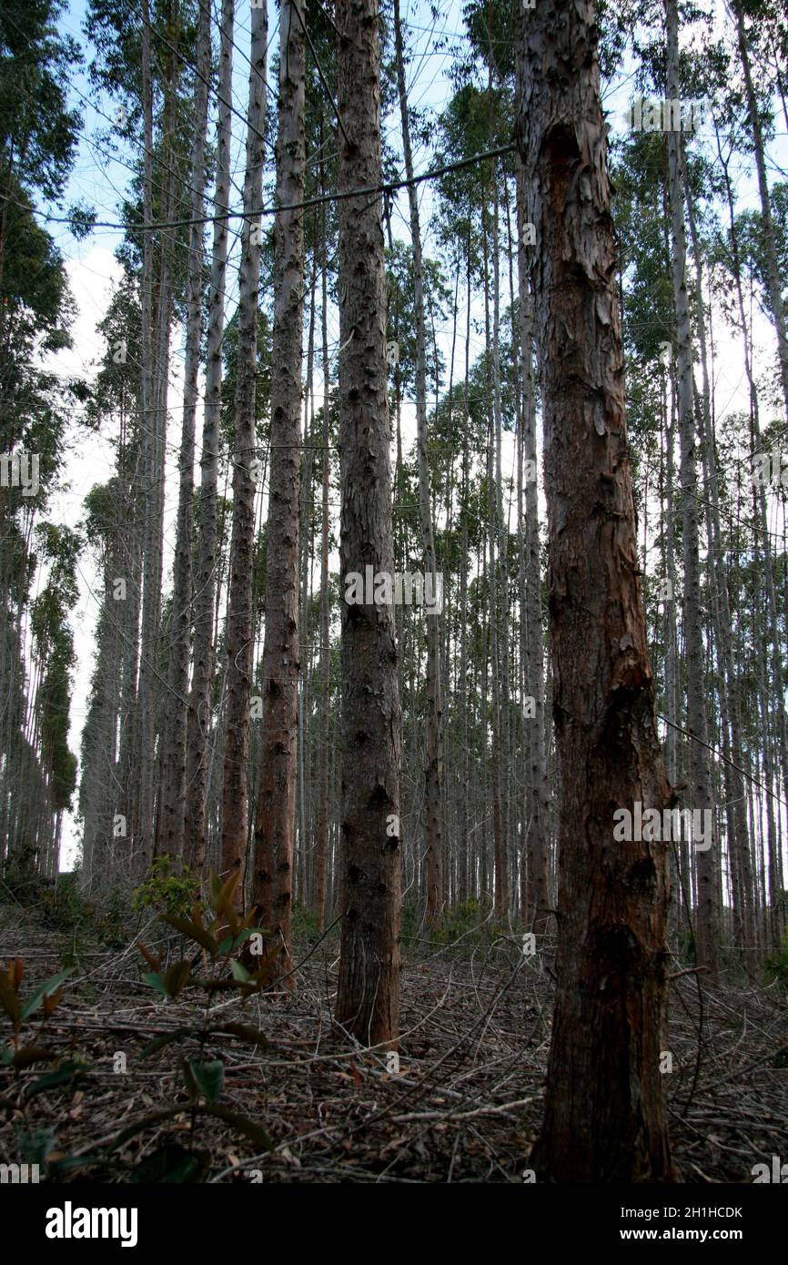 eunapolis, bahia / brazil - july 30, 2008: eucalyptus tree plantation ...