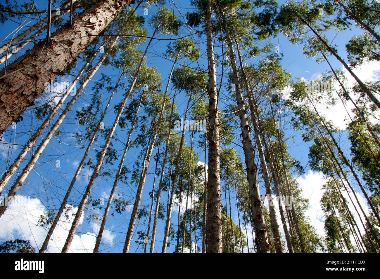 Eucalyptus tree plantation hi-res stock photography and images - Alamy