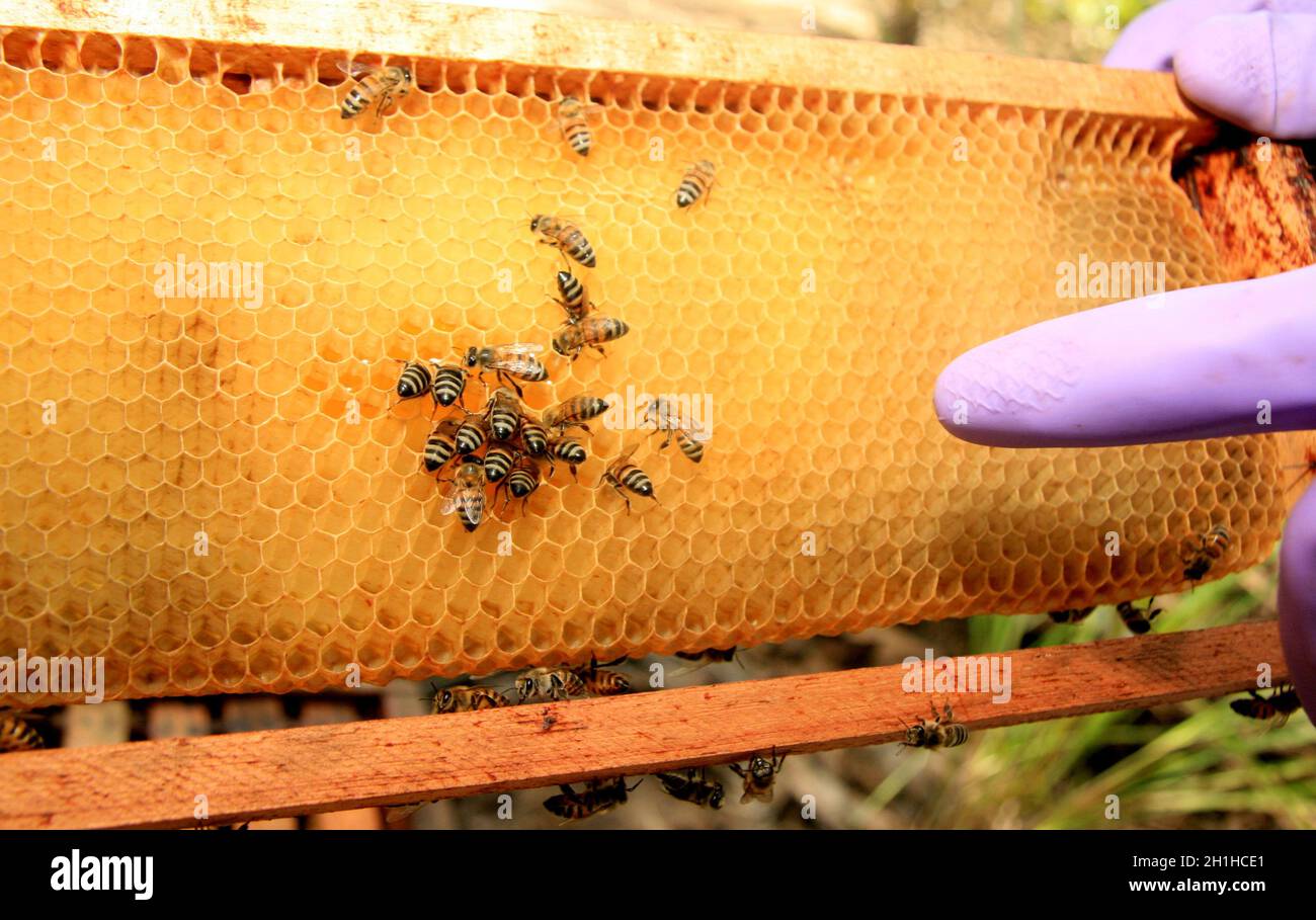 Urucu bee hi-res stock photography and images - Alamy