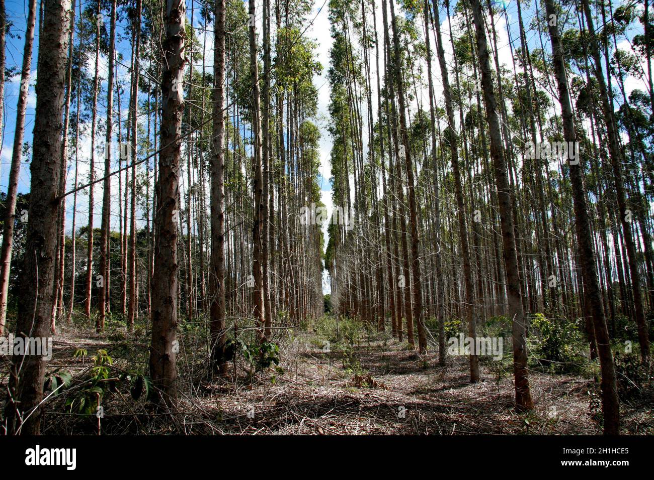 eunapolis, bahia / brazil - july 30, 2008: eucalyptus tree plantation ...