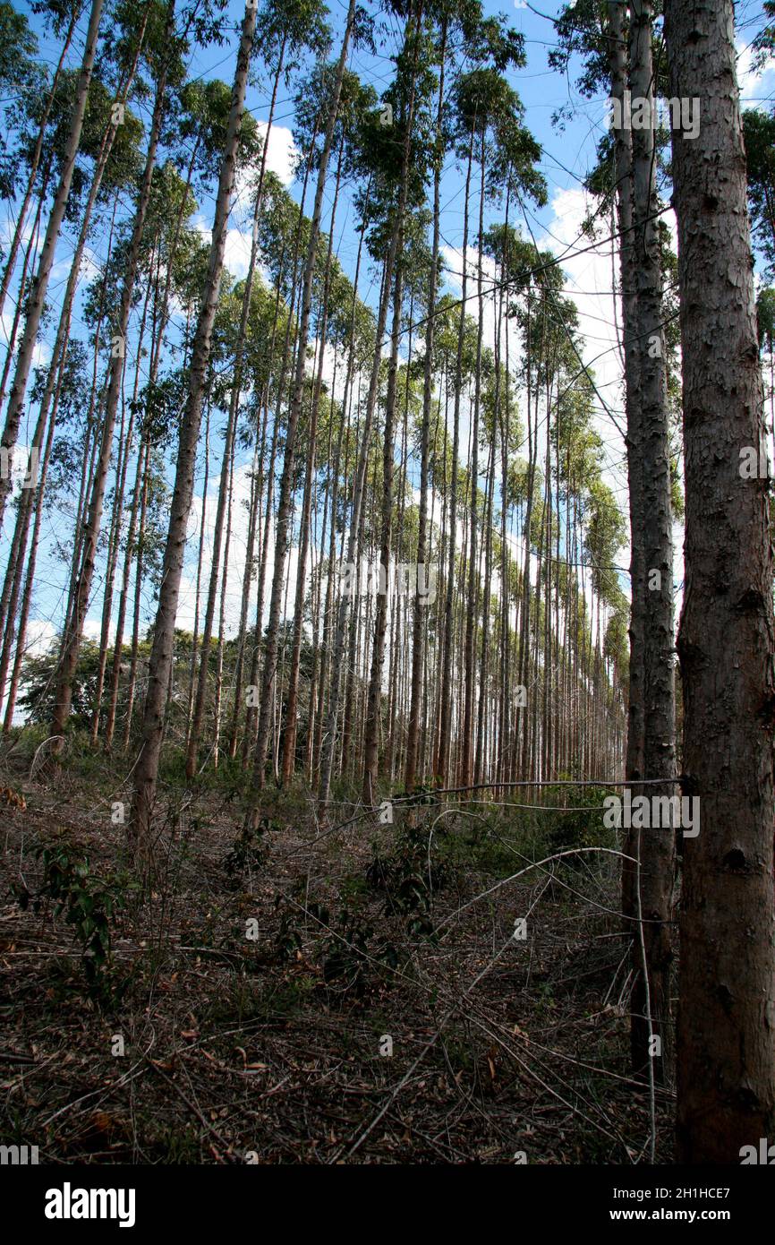 eunapolis, bahia / brazil - july 30, 2008: eucalyptus tree plantation ...