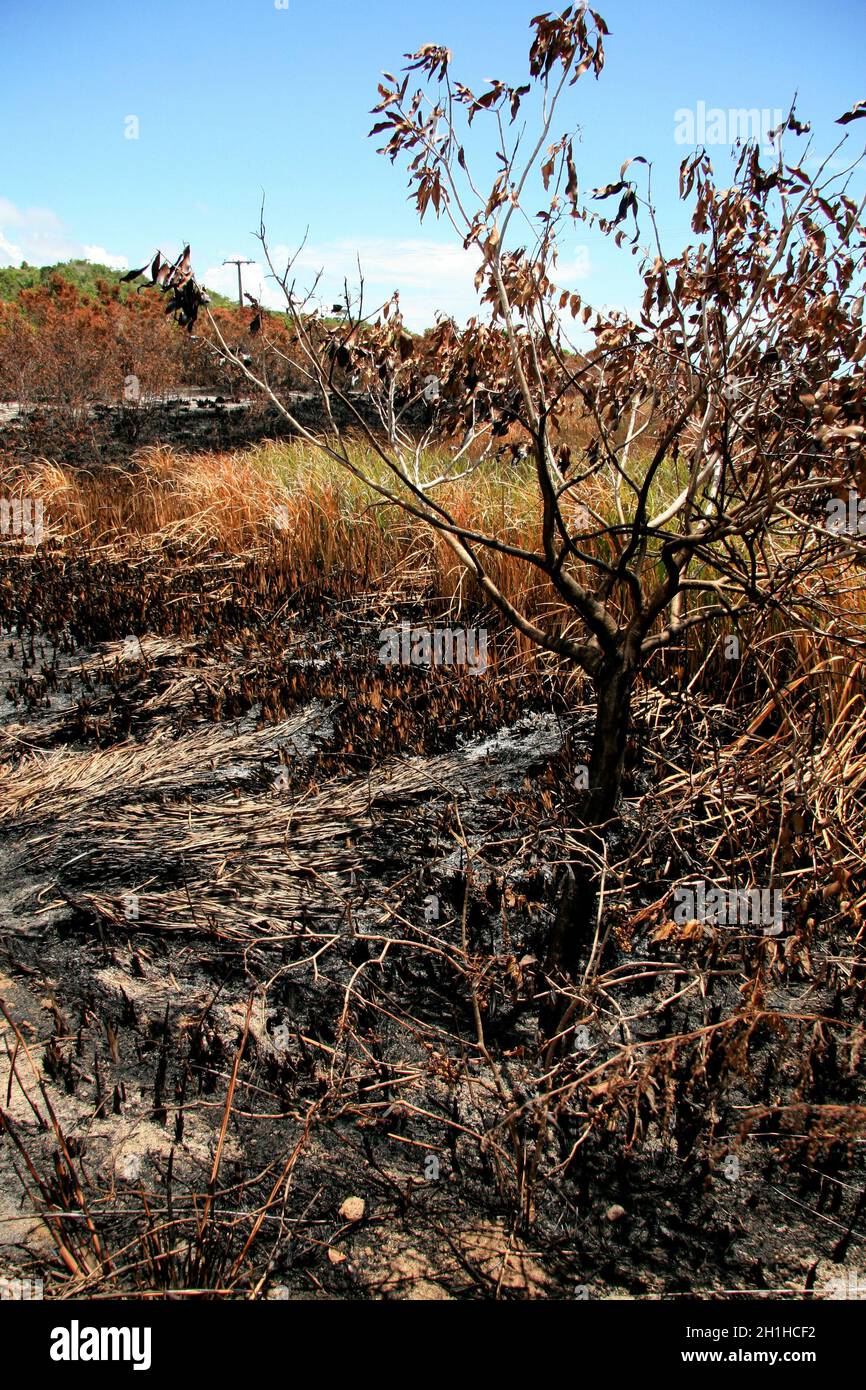 porto seguro, bahia / brazil - february 16, 2009: area devastated by ...