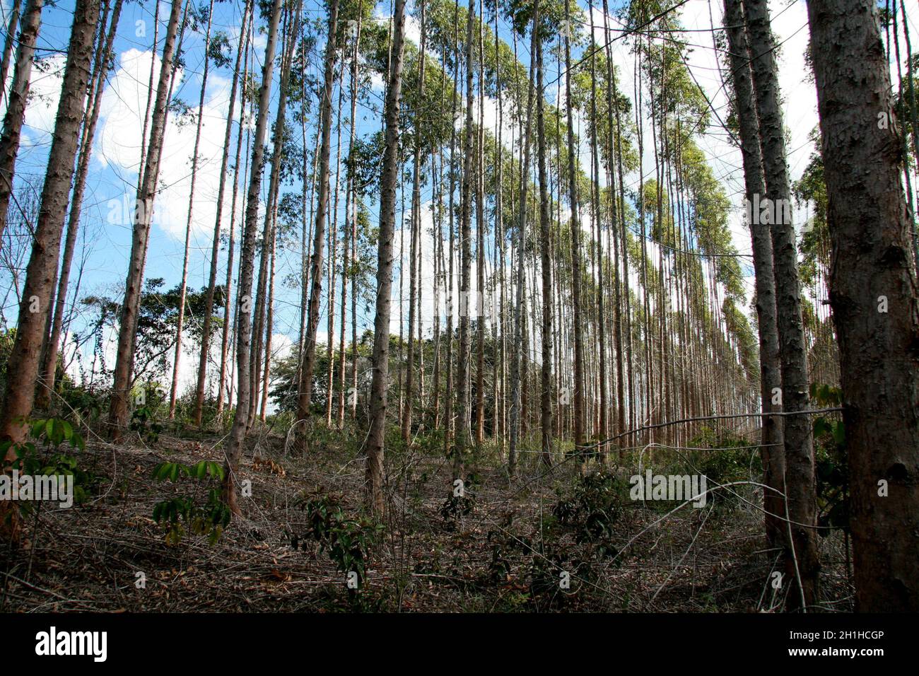 eunapolis, bahia / brazil - july 30, 2008: eucalyptus tree plantation ...