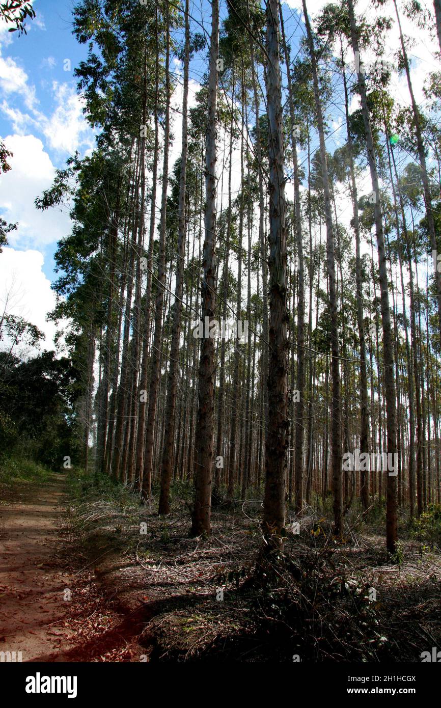 eunapolis, bahia / brazil - july 30, 2008: eucalyptus tree plantation ...