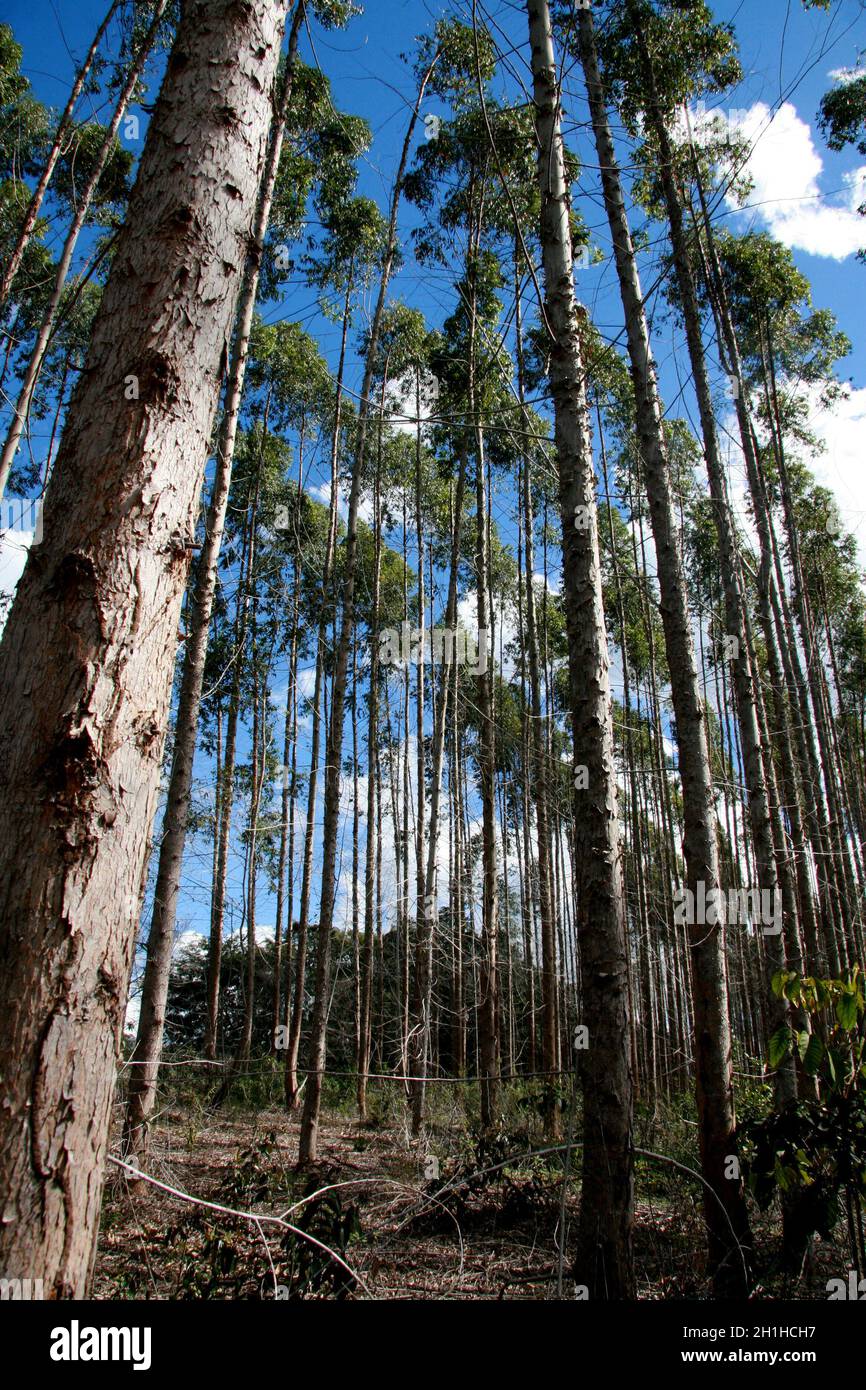 eunapolis, bahia / brazil - july 30, 2008: eucalyptus tree plantation ...
