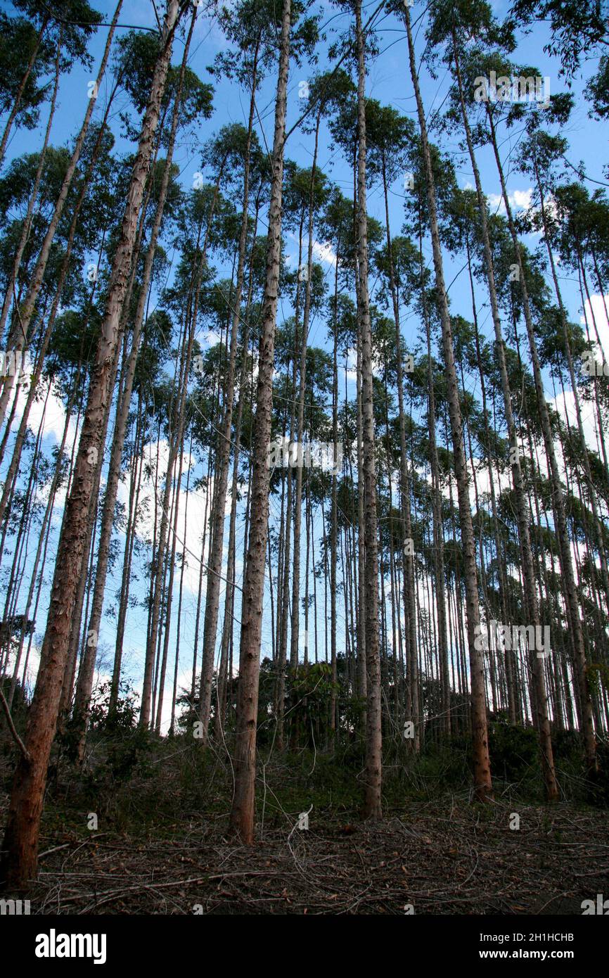 eunapolis, bahia / brazil - july 30, 2008: eucalyptus tree plantation ...