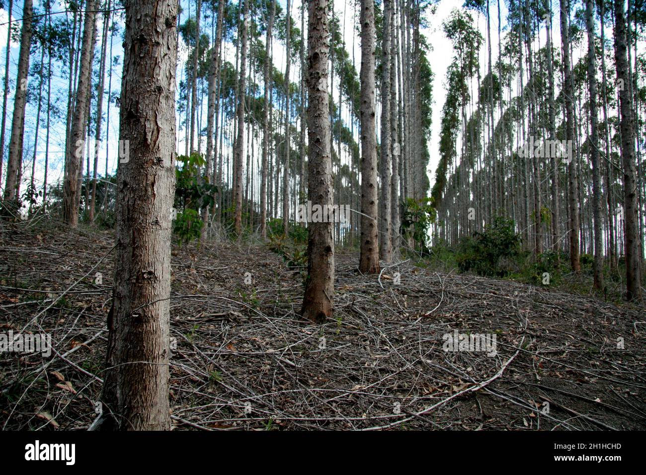 eunapolis, bahia / brazil - july 30, 2008: eucalyptus tree plantation ...