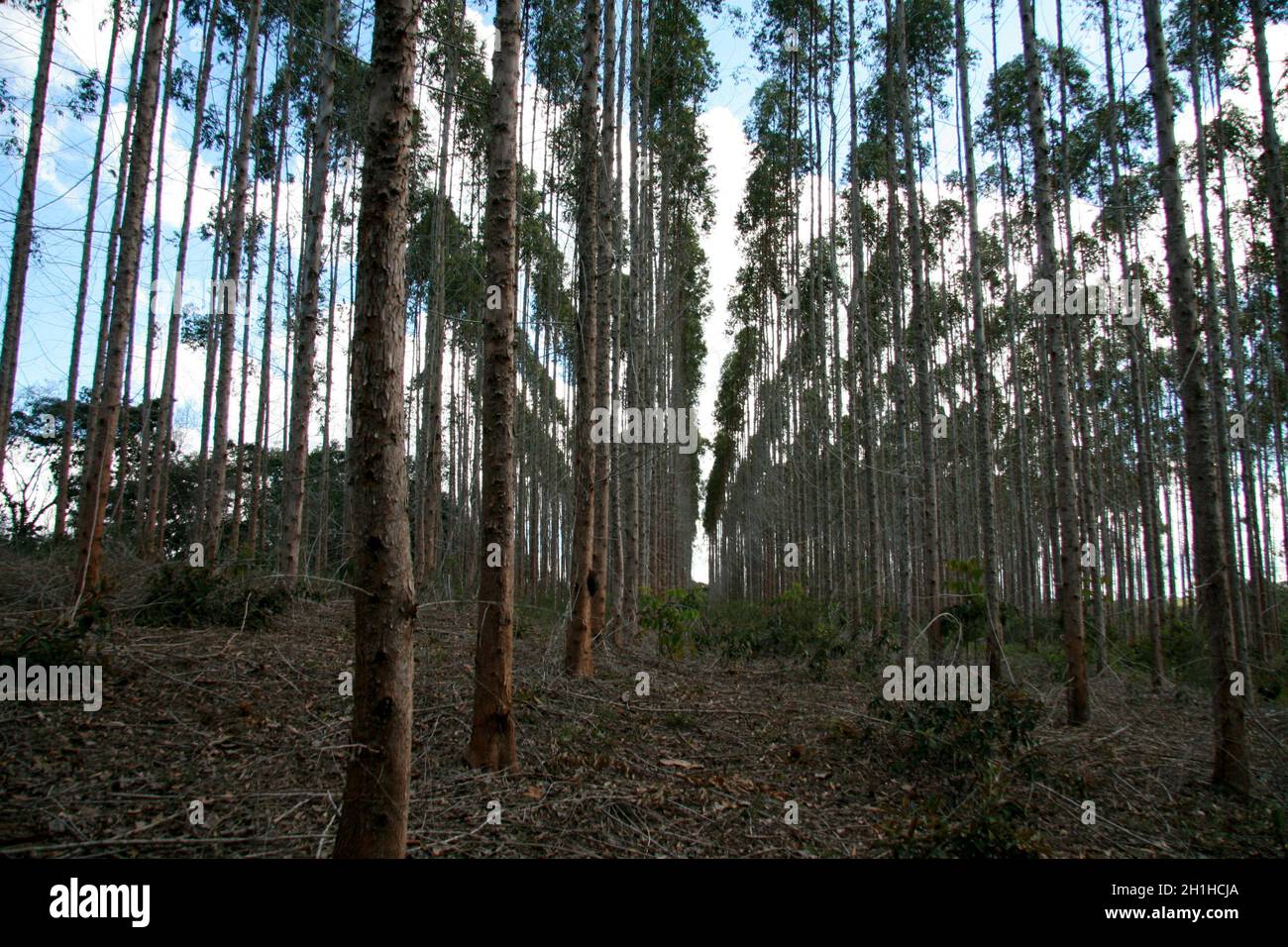 Eucalyptus trees in a line hi-res stock photography and images - Alamy