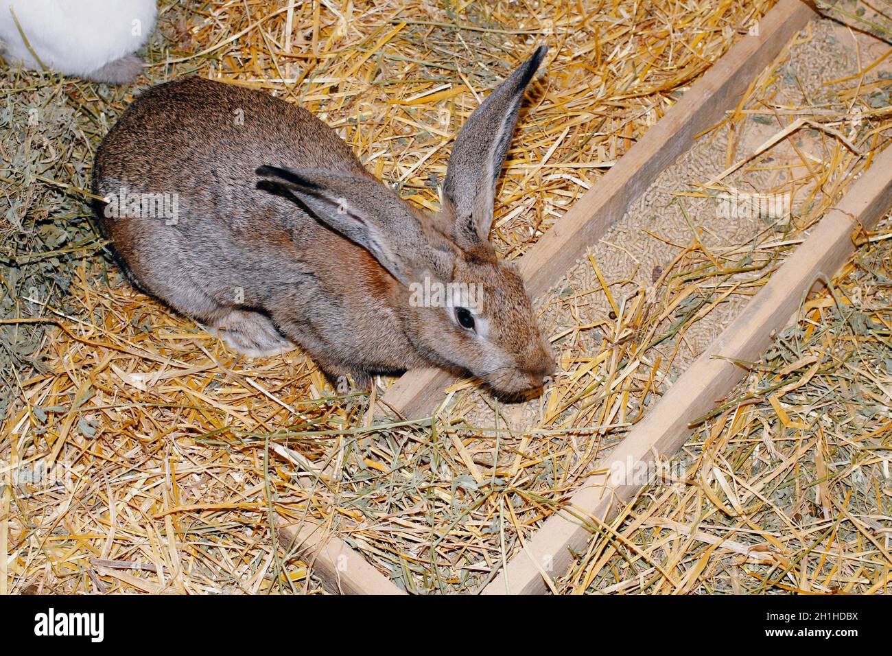 Shot of a domestic rabbit in a farm Stock Photo - Alamy