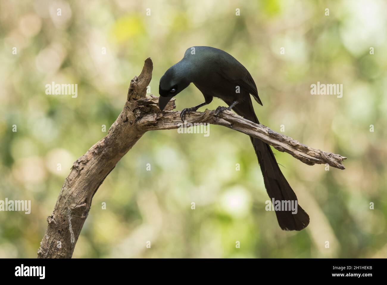 Crypsirina temia hi-res stock photography and images - Alamy
