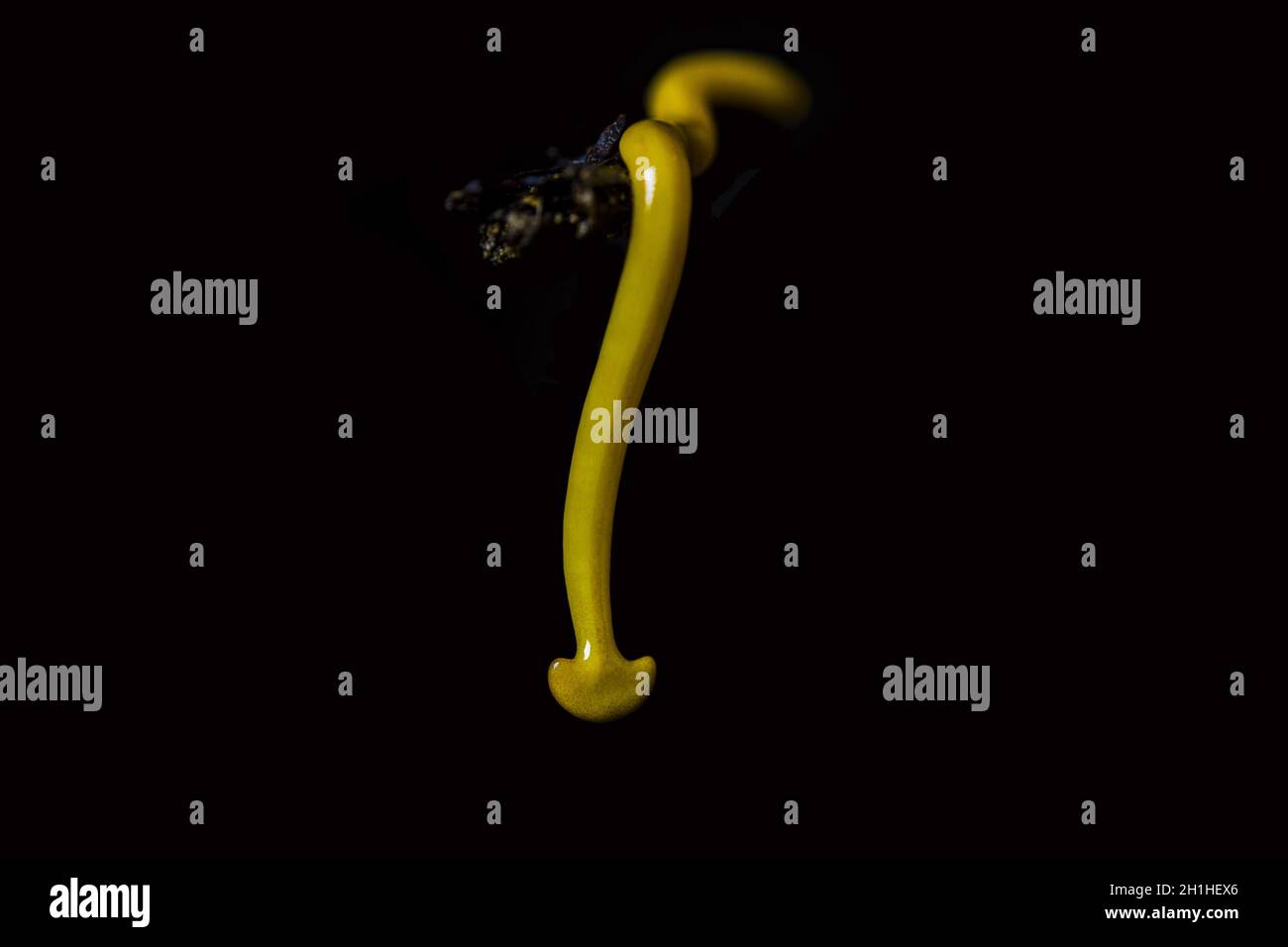 Hammerhead worm hi-res stock photography and images - Alamy