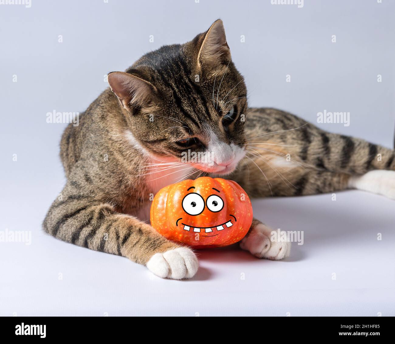 Vicious cat hi-res stock photography and images - Alamy
