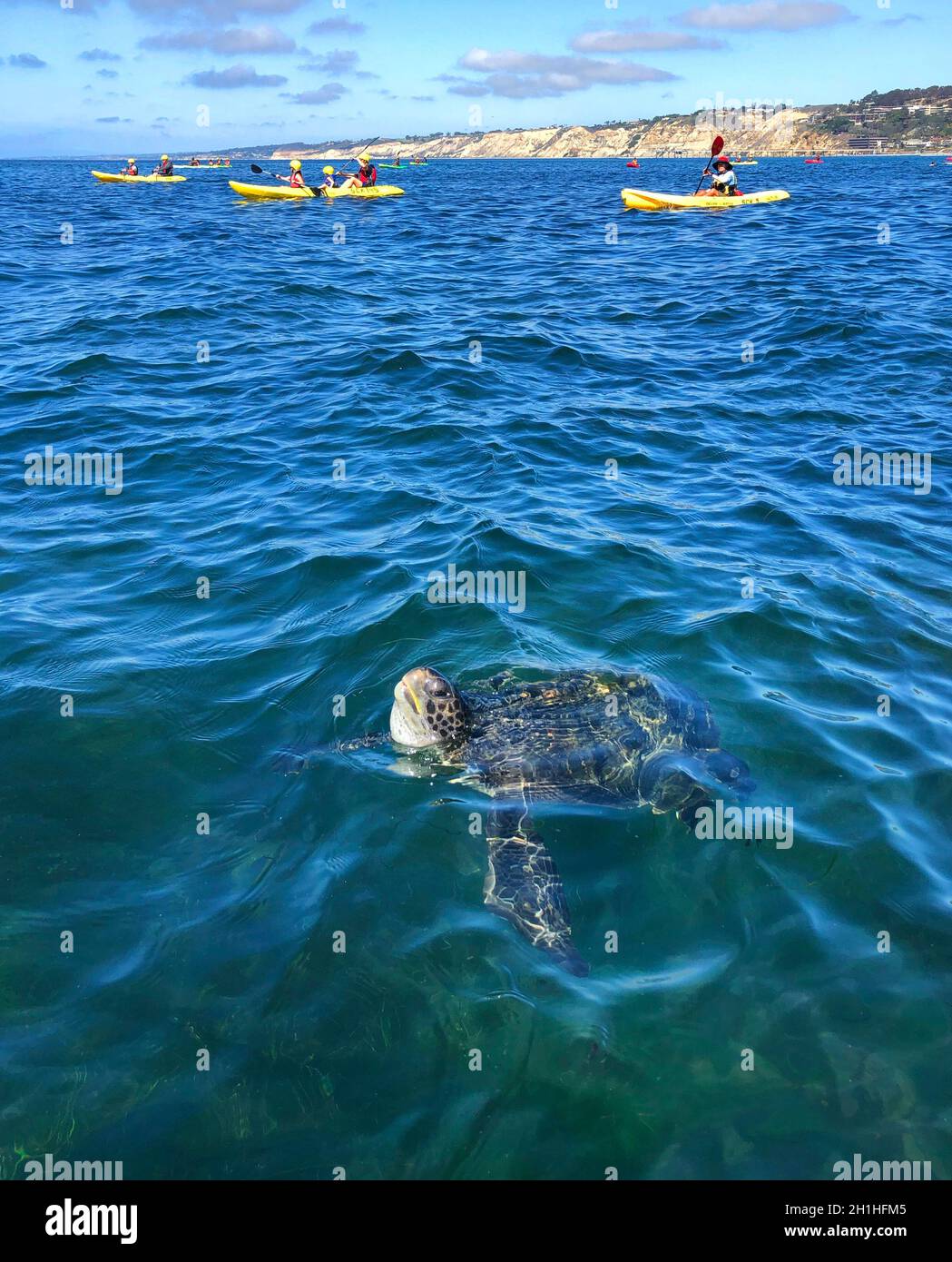 San Diego, California, USA. 17th Oct, 2021. An East Pacific green sea ...
