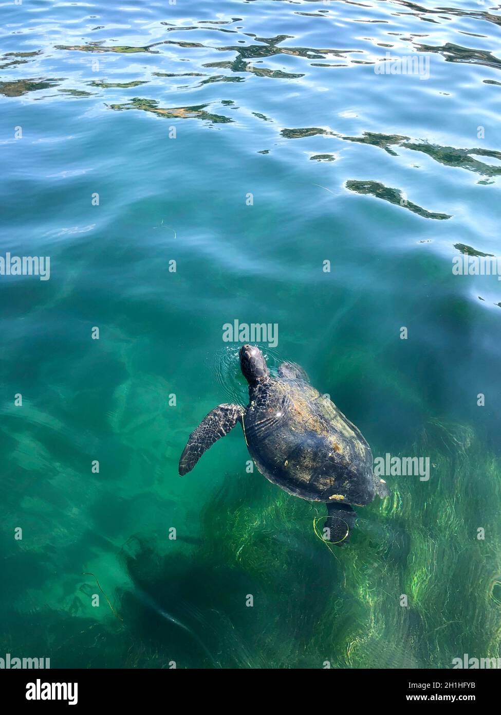 San Diego, California, USA. 2nd Oct, 2021. An East Pacific green sea ...