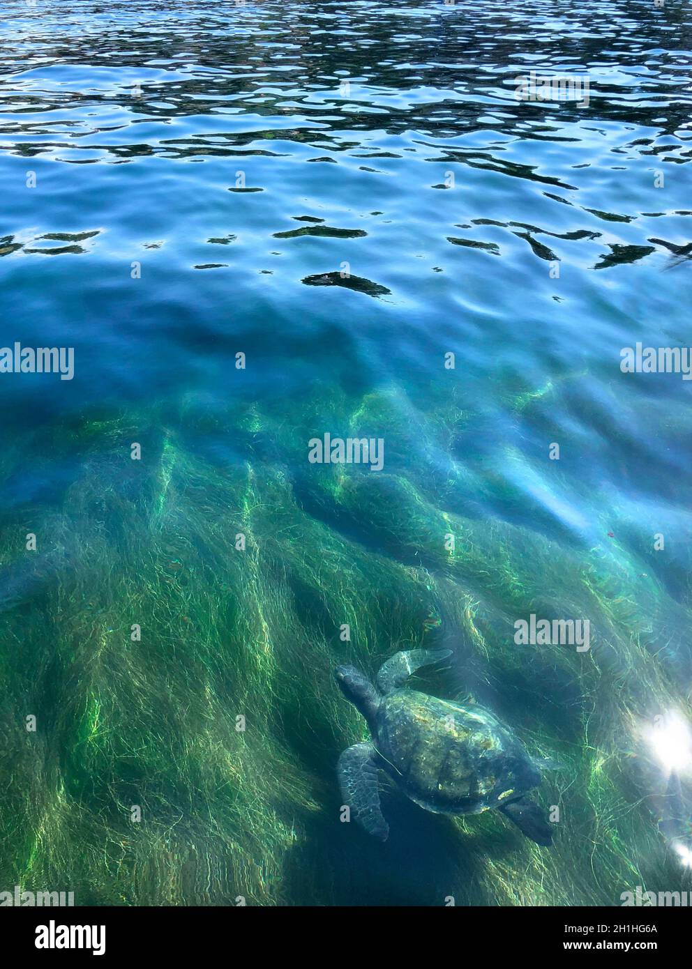 San Diego, California, USA. 2nd Oct, 2021. An East Pacific green sea ...