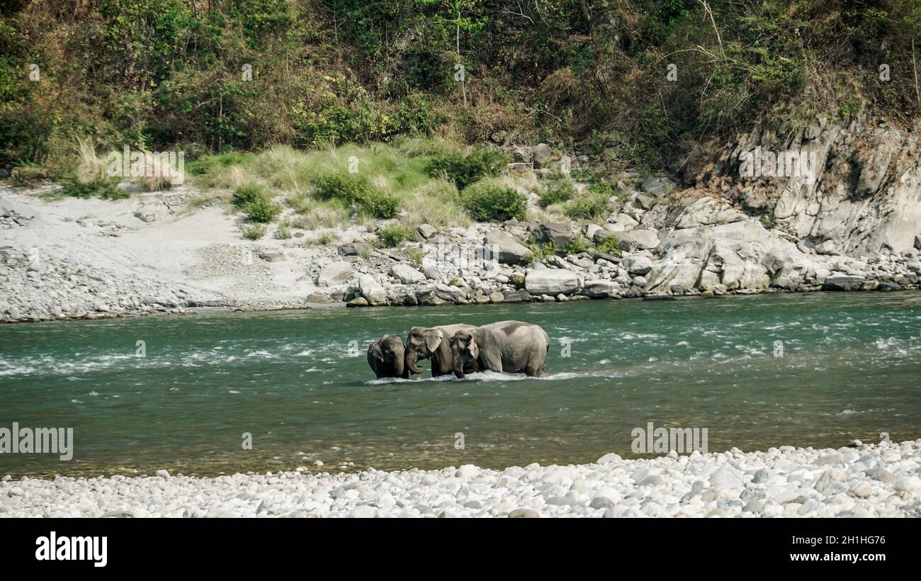 Elephants crossing the River Manas Stock Photo - Alamy
