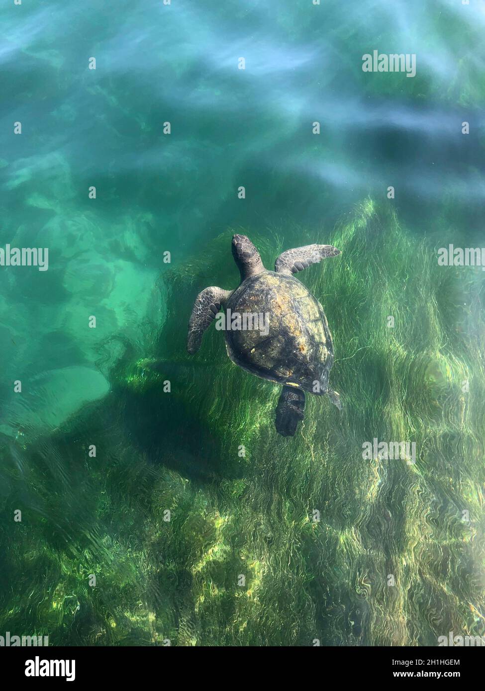 San Diego, California, USA. 2nd Oct, 2021. An East Pacific green sea ...