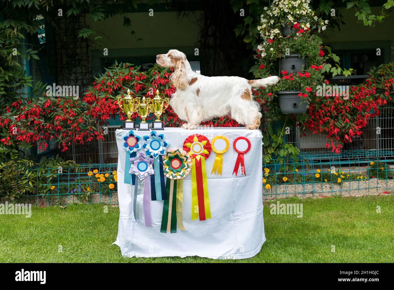 outdoor portrait of english cocker spaniel in exhibition pose, european ...