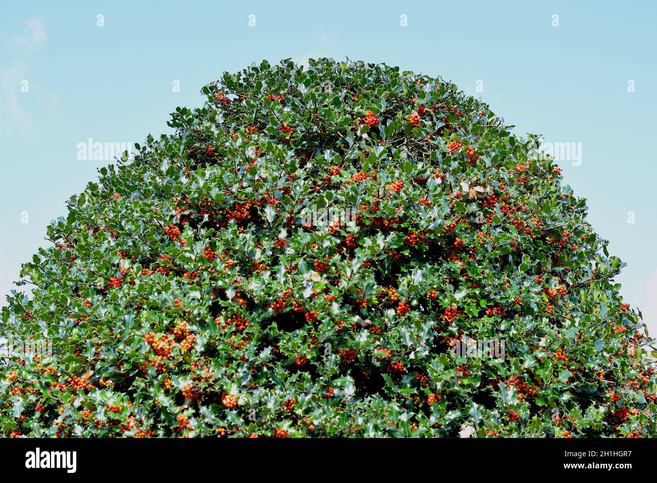 Holly tree with red berries,Christmas symbol Stock Photo - Alamy