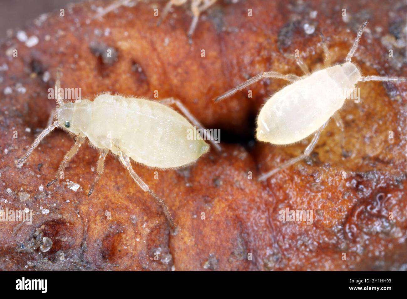 Phylloxera hi-res stock photography and images - Alamy