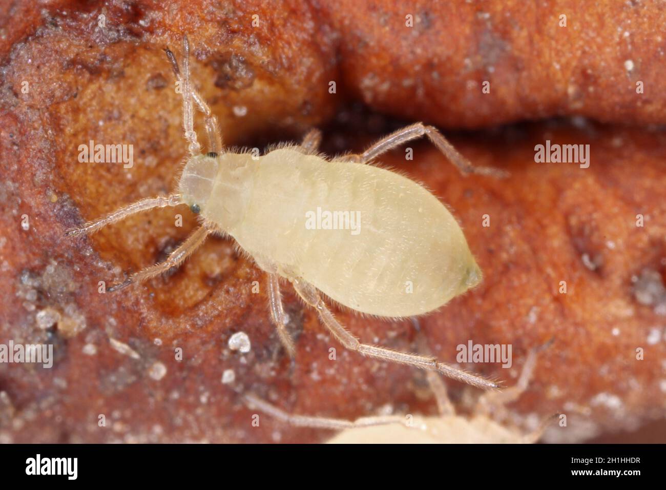 Phylloxera hi-res stock photography and images - Alamy