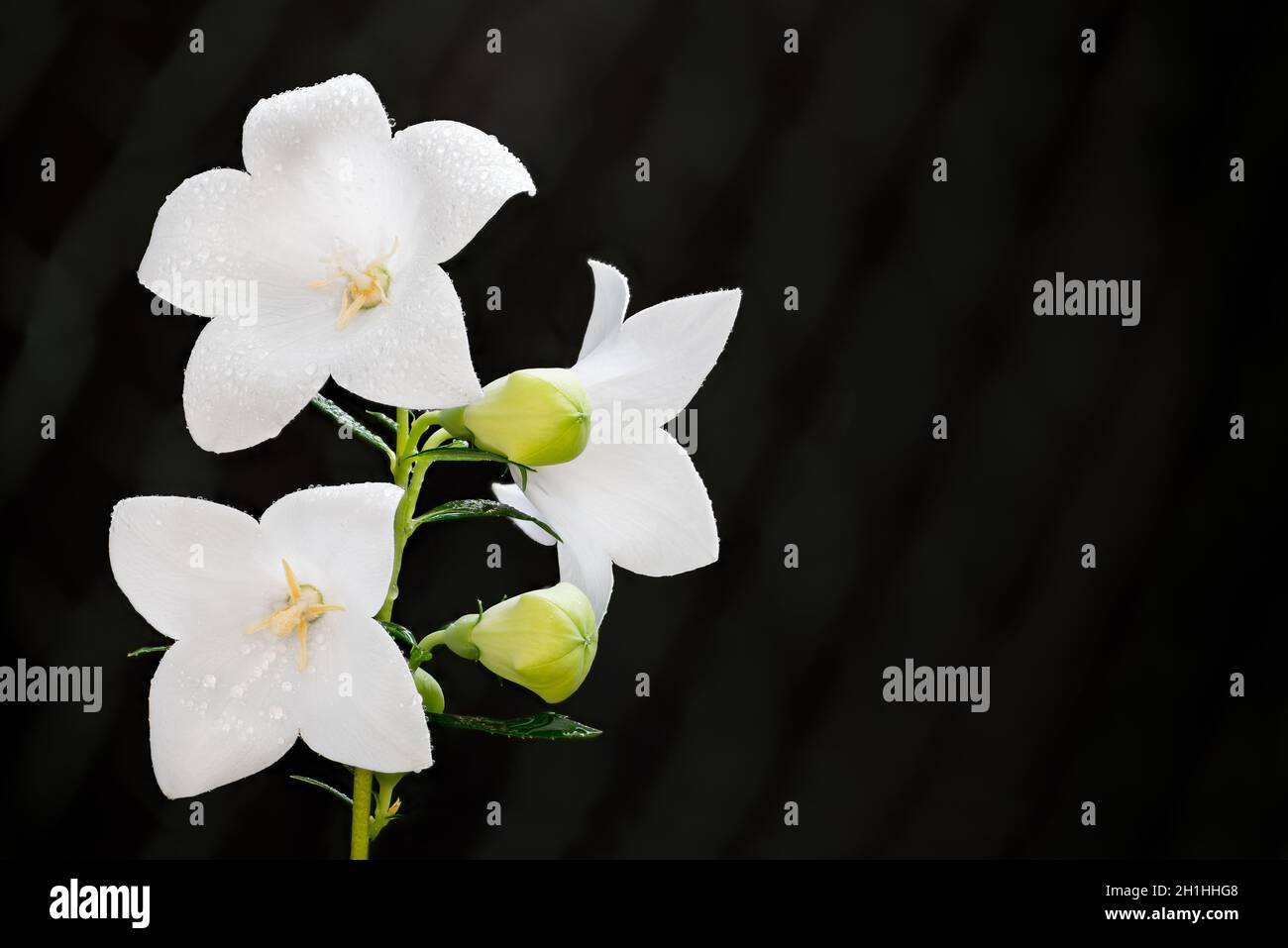 Beautiful white cultivar of balloon flower on black background ...